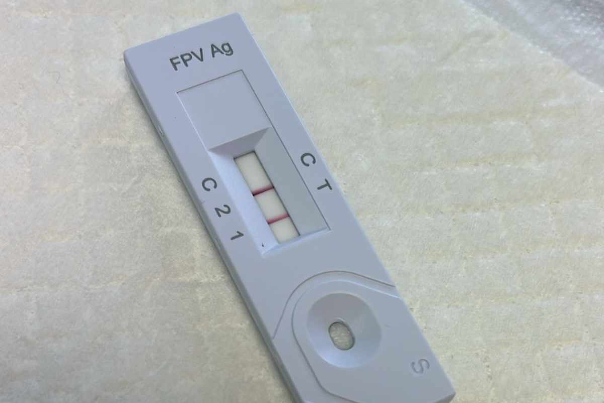 Unser Kampf gegen die Katzenseuche - DOMA Istria Cat Rescue e.V.