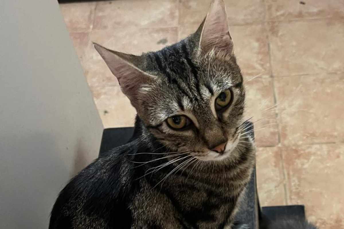 Eliara 04/2025 - DOMA Istria Cat Rescue e.V.